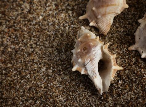 Seashell On The Beach Seashell Closeup Seashell Texture Background
