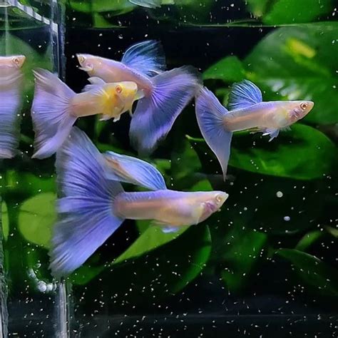 Jual Ikan Hias GUPPY BLUE SKY Betina Kota Depok Jayaguppy Tokopedia