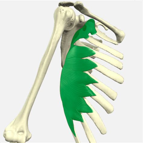 Upper Extremity Muscles Flashcards Quizlet