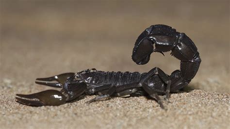 Arabian Fat Tailed Scorpion Androctonus Crassicauda — Wildlife