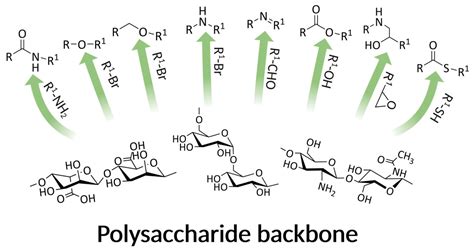 Biomedicines Free Full Text Recent Advances In The Polish Research On Polysaccharide Based