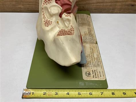 Somso Enlarged Ear Anatomy Model Human