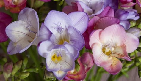 Freesia Closeup Hd Wallpaper Rare Gallery