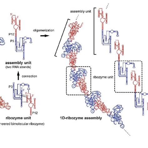 A Possible Design Of A One Dimensional 1d Ribozyme Assembly In Which