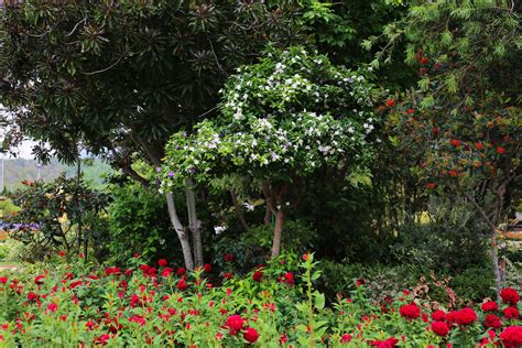 พุดสามสี ดอกแฟนซี เปลี่ยนโทนสีได้สามสีในดอกเดียวกัน
