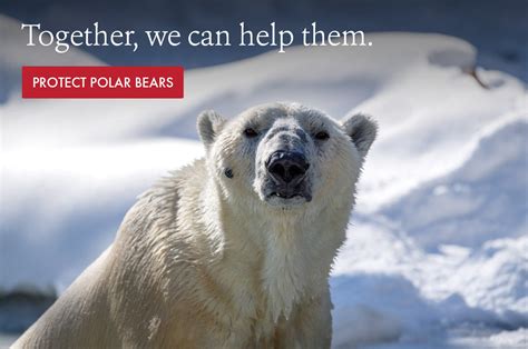 Polar Bears Are Struggling Heres How You Can Help Wildlife