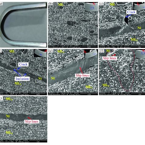 Tooth Specimen Preparation For Microhardness Testing A After The Root Download Scientific