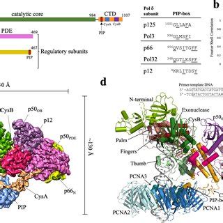 Cryo EM structure of the Pol δDNAPCNAFEN1 complex a Cryo EM map of