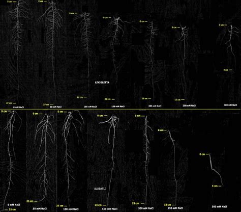 The Effect Of Salinity On Root System In Forage Pea Cultivars Shown