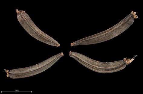 Argyroxiphium Sandwicense Subsp Macrocephalum Seeds Of Hawaii
