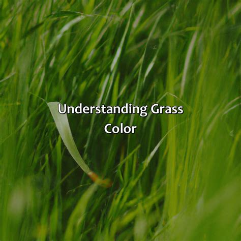 What Color Is Grass