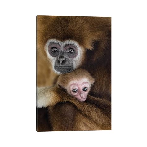 East Urban Home Gibons Love By Goran Anastasovski Wrapped Canvas