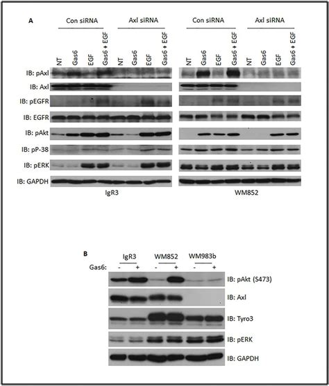 Gas6 Mediated Activation Of Axl In Melanoma Cells A Indicated