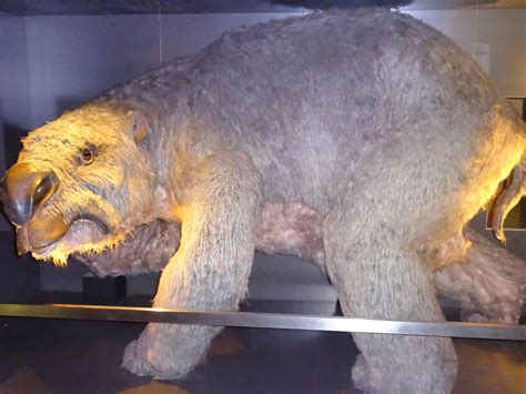 Diprotodon Optatum 02 By Lizardman22 On Deviantart