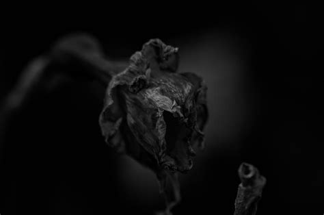 Dead Photograph By Kelly Hayner Fine Art America