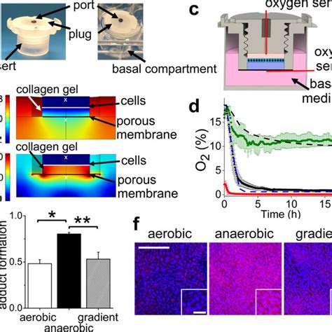 Design And Testing Of The Oxygen Gradient Device A An Image Of The
