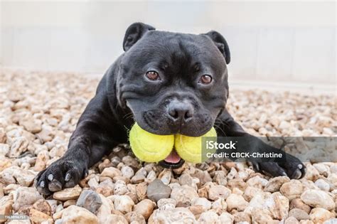 스태퍼드셔 불 테리어 개는 그의 입에 두 개의 테니스 공을 들고 그는 앞발을 뻗은 채 카메라를 바라보며 바닥에 누워 있었다 그는 재미 보인다 개에 대한 스톡 사진 및 기타