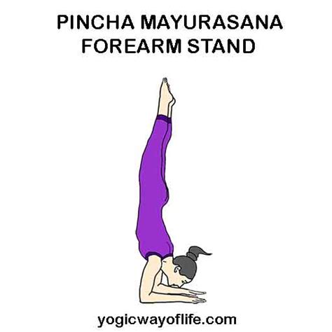 Pincha Mayurasana Feathered Peacock Pose