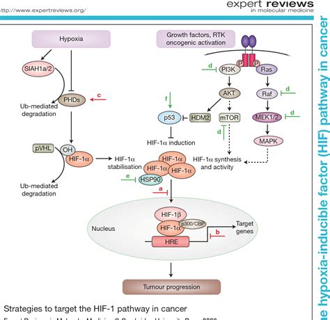 Hif 1 Signaling Pathway Cancer At Terry Hanson Blog