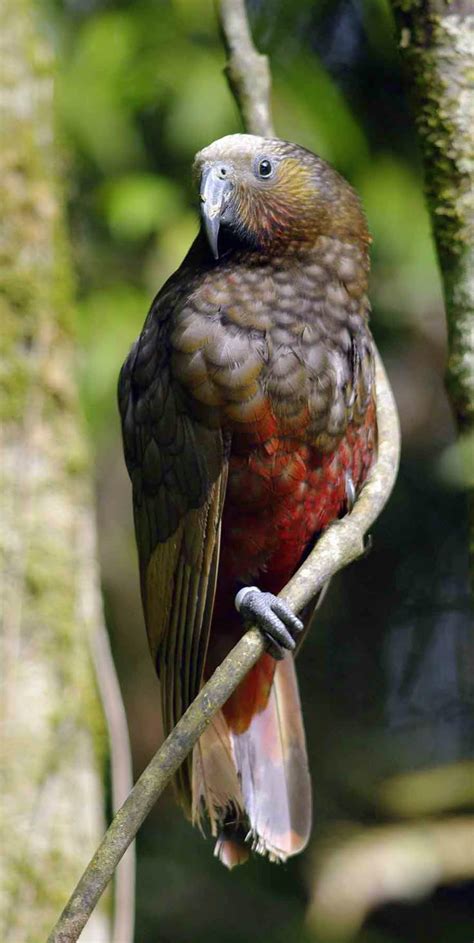 55 Best Native Birds Of New Zealand Images On Pinterest Beautiful