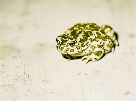 Rare Desert Toad Fights For Survival Against Encroaching Lithium Mining