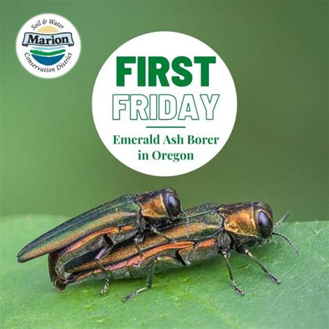 First Friday Emerald Ash Borer In Oregon Marion Swcd