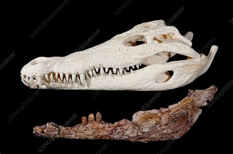Crocodilian Fossil Skull And Cast Stock Image C0137357 Science