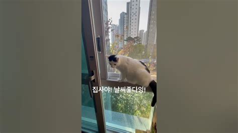 날씨가 좋아 밖을 구경하는 고양이 귀염둥이 쿠쿠 Youtube