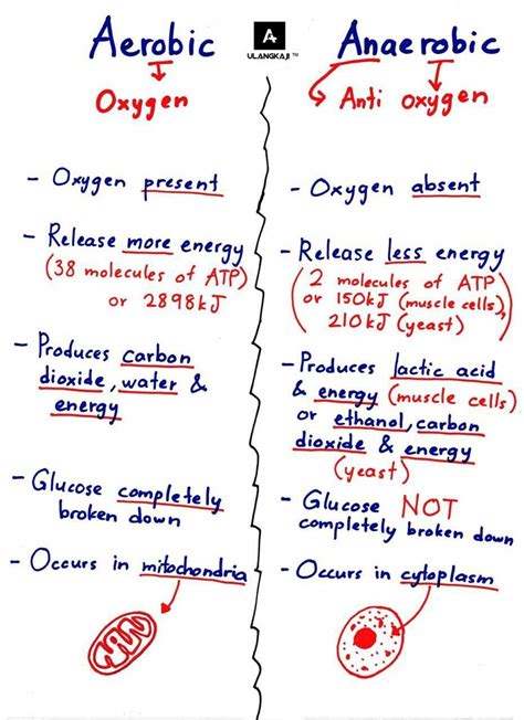 Marvelous Similarities And Differences Of Aerobic Anaerobic Respiration Physical Chemistry