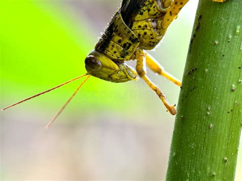 Macro Leaf Grasshopper Stock Image Image Of Grasshopper 329486081