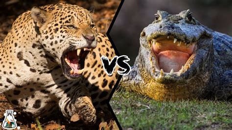 Jaguar Vs Caiman