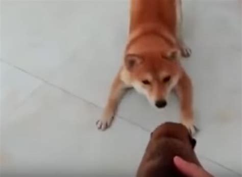 柴犬寶寶呦呦哭叫！ 新手爸上前查看竟「嚇飛逃走」 Ettoday寵物雲 Ettoday新聞雲