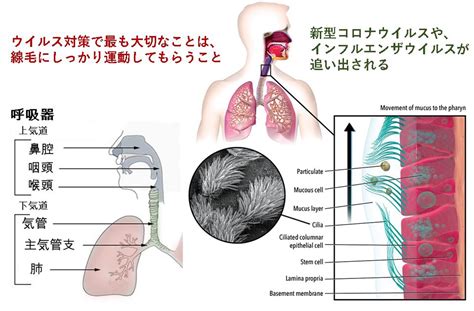 新型コロナ対策の決め手は気道表面の線毛運動 日本幼児いきいき育成協会（jalni）