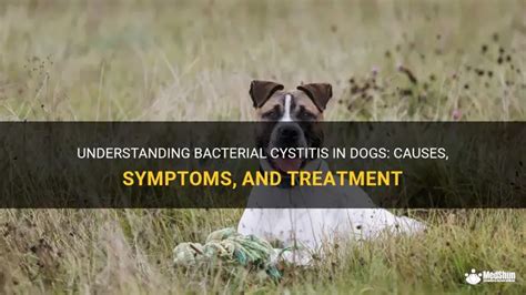 Understanding Bacterial Cystitis In Dogs Causes Symptoms And