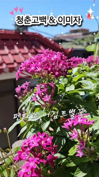 베란다정원 펜타스 이집트별꽃 청춘고백 이미자 전통가요 Youtube