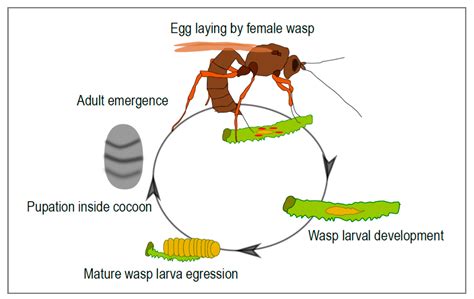 Wasp Life Cycle Uk Arcelia Silvia