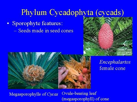 Kingdom Plantae Gymnosperms Gymnosperms Phylum Cycadophyta Cycads Phylum