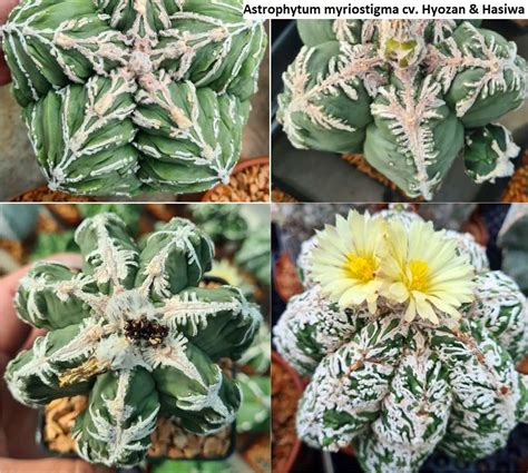 Astrophytum Myriostigma Cv Hyozan And Hasiwa Hybrids 5 Seeds