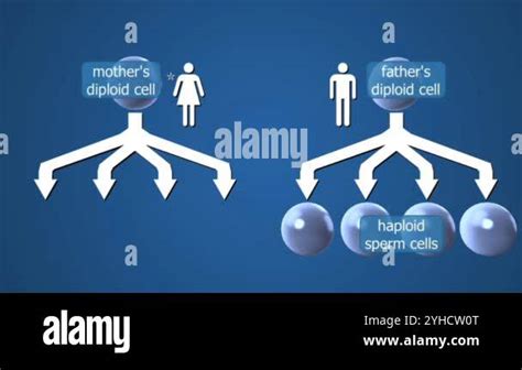 Chromosome Cell Division Stock Videos And Footage Hd And 4k Video Clips