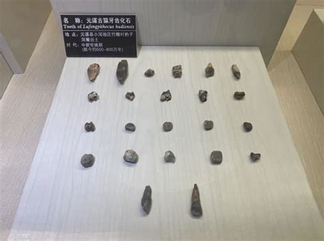 走近元谋人 追寻“人类起源”的足迹 化石网