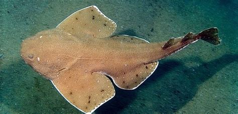 Elasmobranchs Exam 1a Flashcards Quizlet