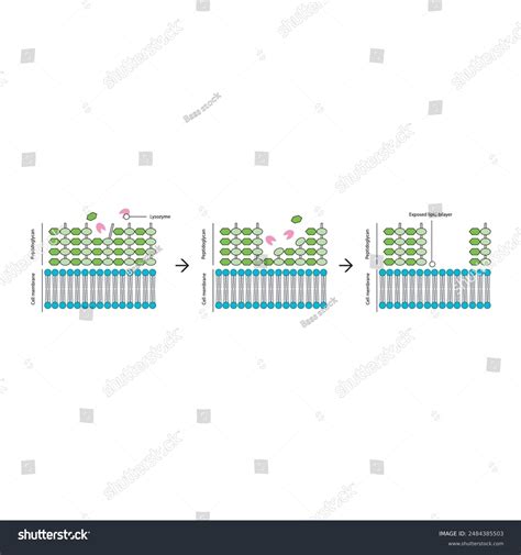 Diagram Showing Lysozyme Action On Bacterial Stock Vector Royalty Free Diagram Showing Lysozyme Action On Bacterial Stock Vector Royalty Free