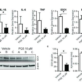 PQS Inhibits IDO1 Expression In Human M1 Macrophages Monocyte Derived