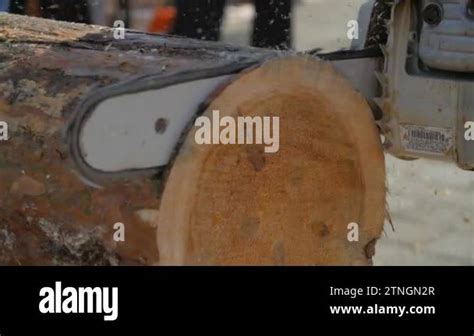 Chainsaw Cutting Trunk Man With Chainsaw Cutting The Tree Chainsaw To Cut Firewood Close Up