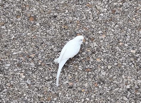 Found Bird Rmississauga