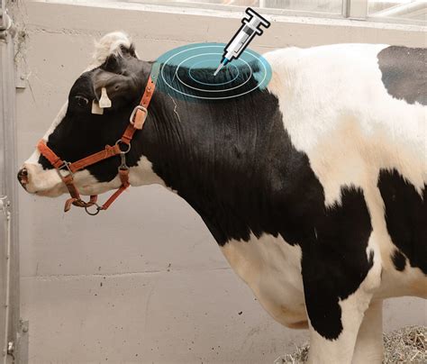 Techniques Dinjection Pour Les Bovins Laitiers Trousse Tactic