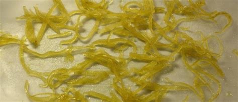 Candied Lemon Zest Recipe Candied Lemons Candied Lemon Zest