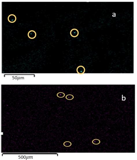 Edx Mapping Of Electrochemically Treated Cu−ec A And Ni−ec B