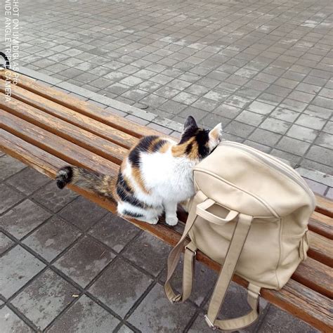 Кот с рюкзаком