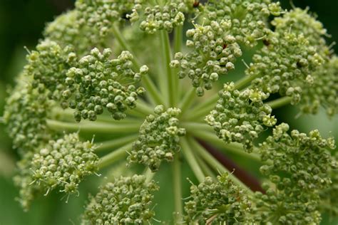 Old World Ingredients Revisited Angelica Recette Magazine